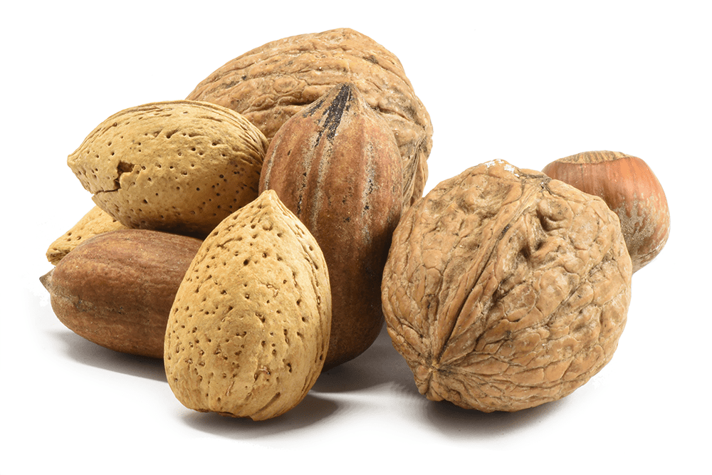 Hazelnuts for Sale — Buy Bulk Filberts at Nutstop.com